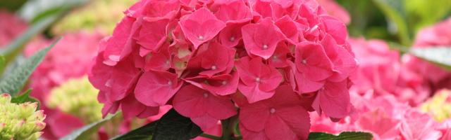 Everbloom® Red Wonder - Van Klaveren Plant