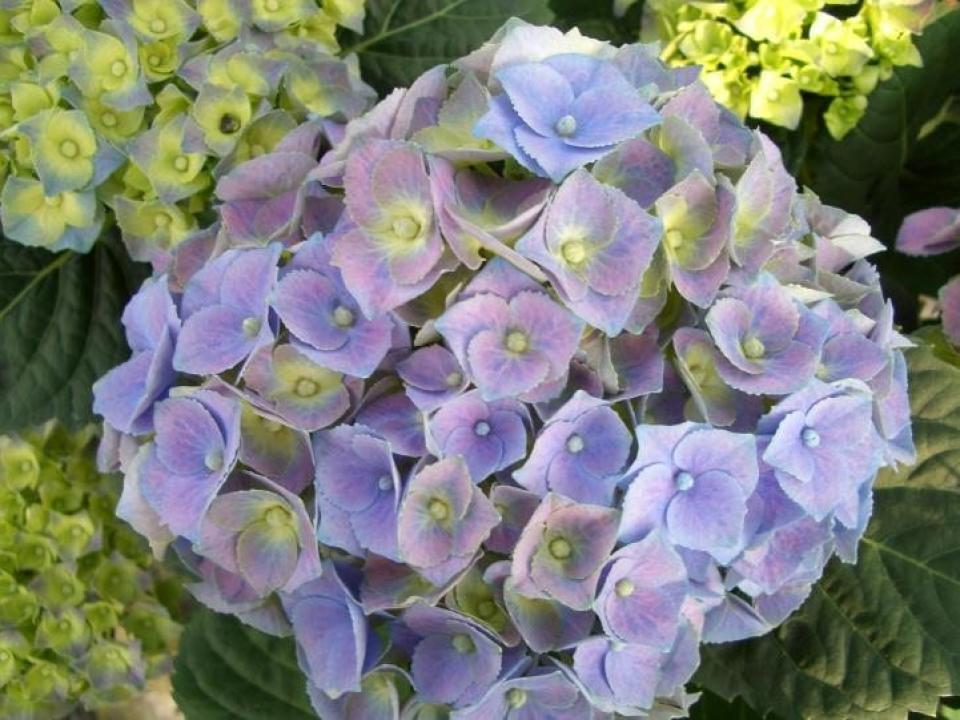 Hydrangea Macrophylla 'Blue ball' - tuinhortensia - Van Klaveren Plant