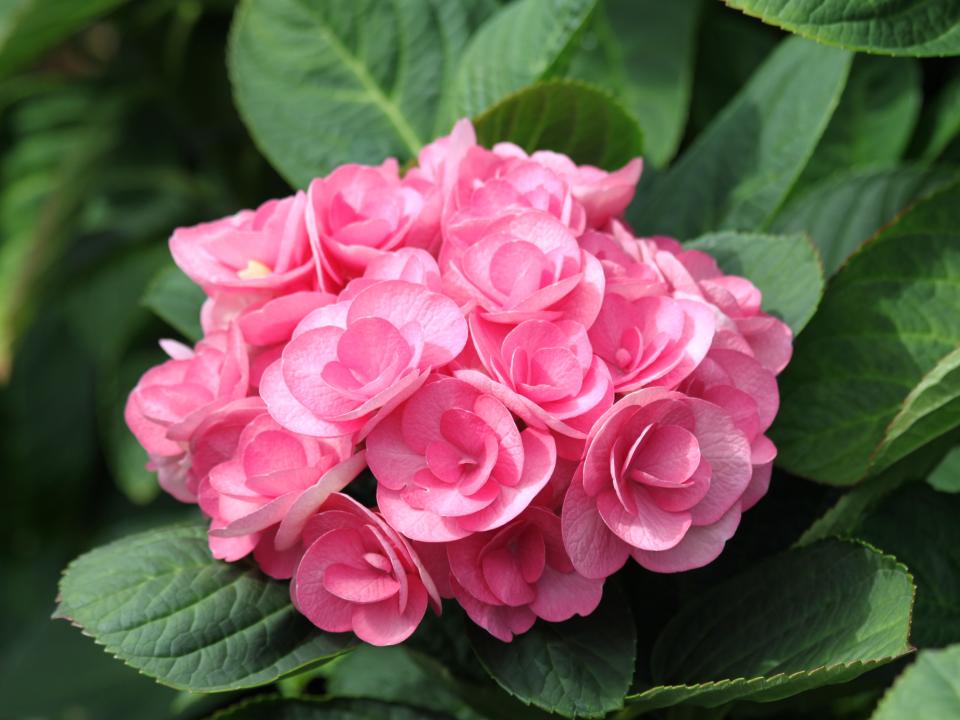 Papillon ® - tuinhortensia - Van Klaveren Plant